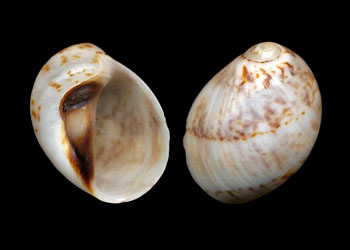 玉螺总科 Naticacea 蓝色动物学（中国动物学科普）